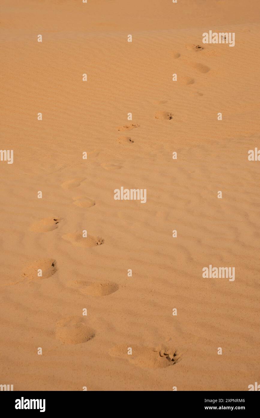 Humans in desert hi-res stock photography and images - Alamy