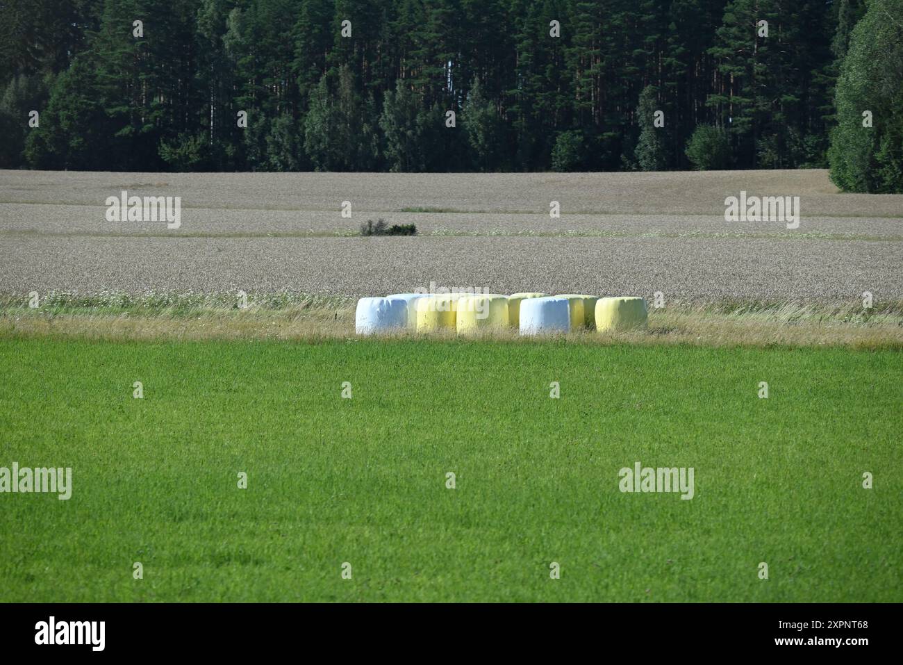 Silage bales sealed in yellow and white polywrap Stock Photo - Alamy
