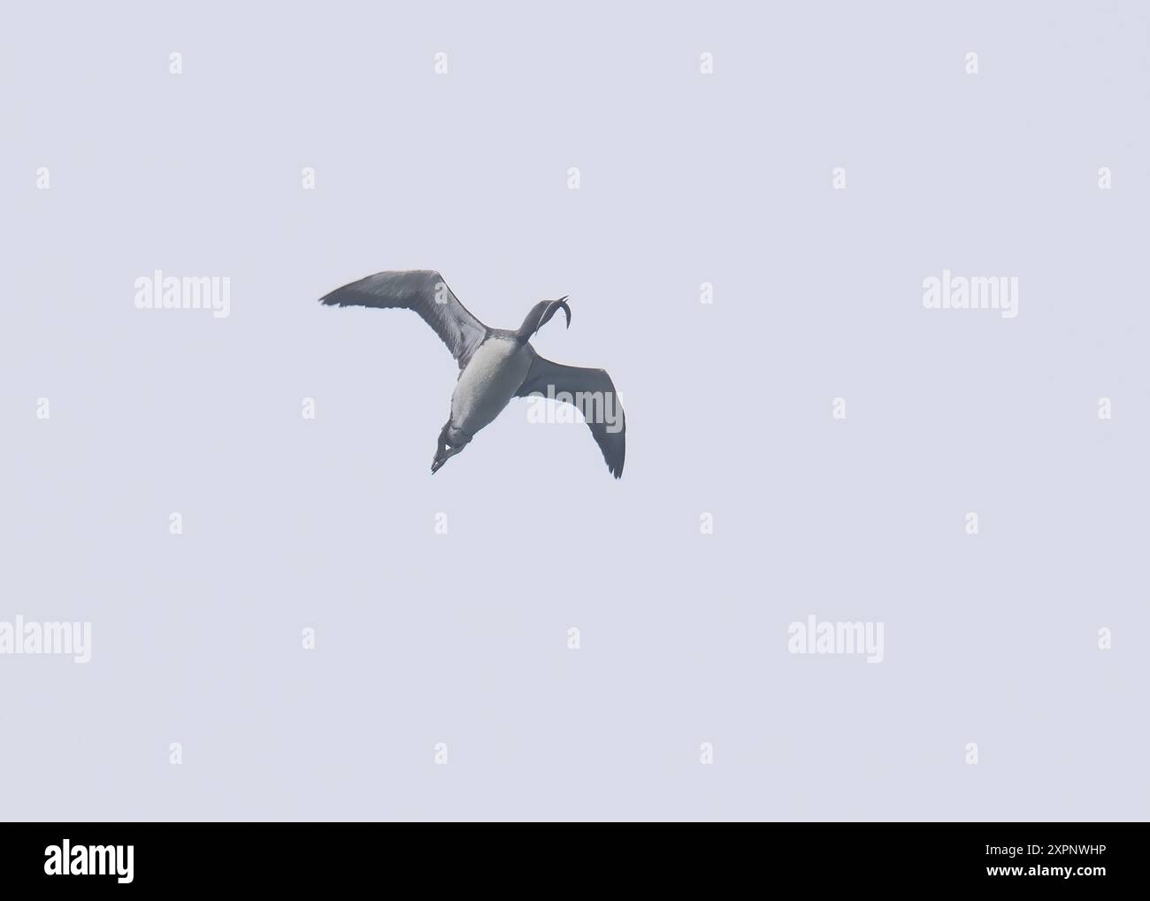 Red-throated diver, in flight carrying a fish, South Ham Bay, Muckle ...