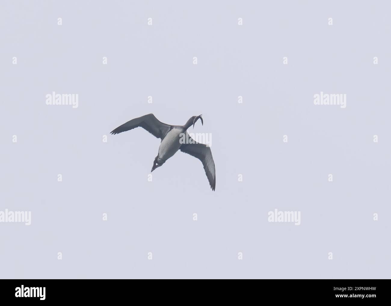 Red-throated diver, in flight carrying a fish, South Ham Bay, Muckle ...