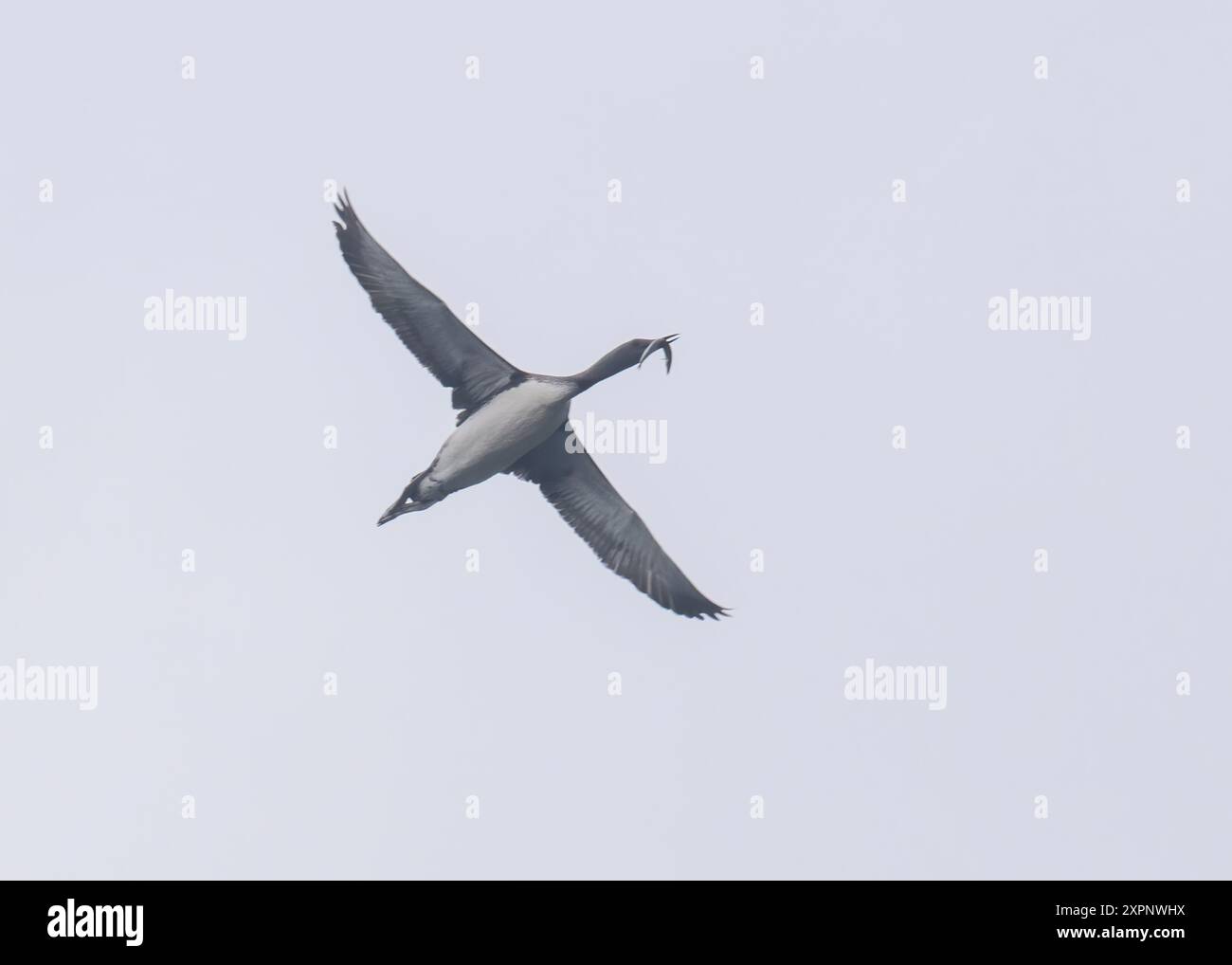 Red-throated diver, in flight carrying a fish, South Ham Bay, Muckle ...