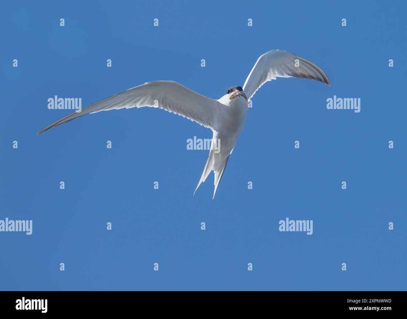 Common Tern in flight carrying fish, Lerwick Harbour, Shetland Stock ...