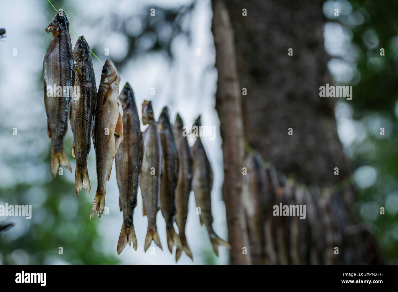 Dried fish hanging on a rope pattern hi-res stock photography and ...