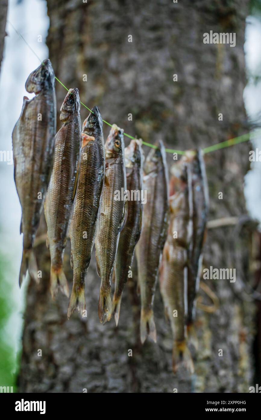 Dried fish hanging on a rope Stock Photo - Alamy