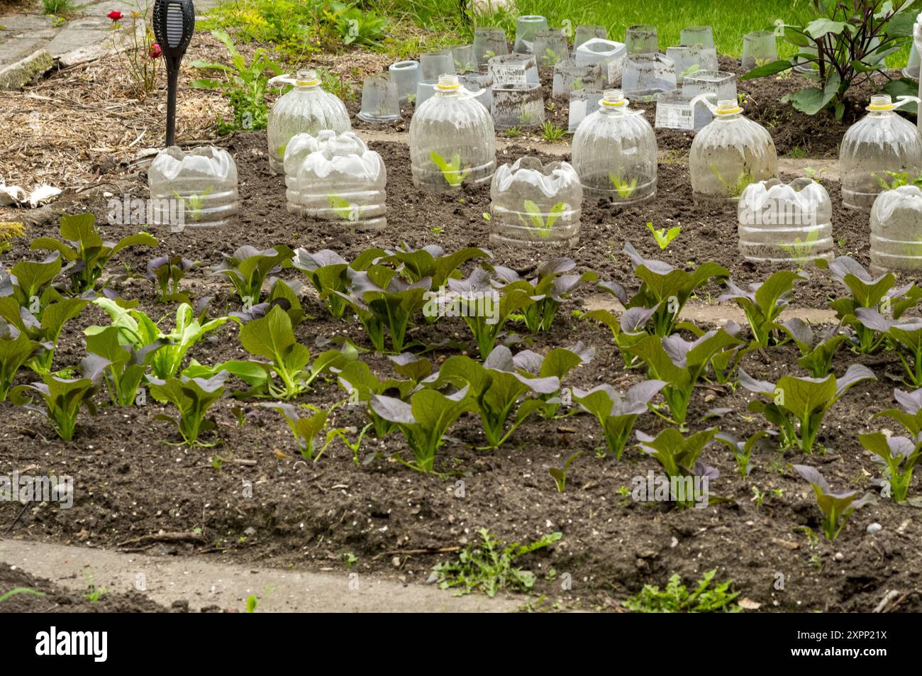 Vegetable patch, lettuce plants with protective covers against snails Stock Photo - Alamy