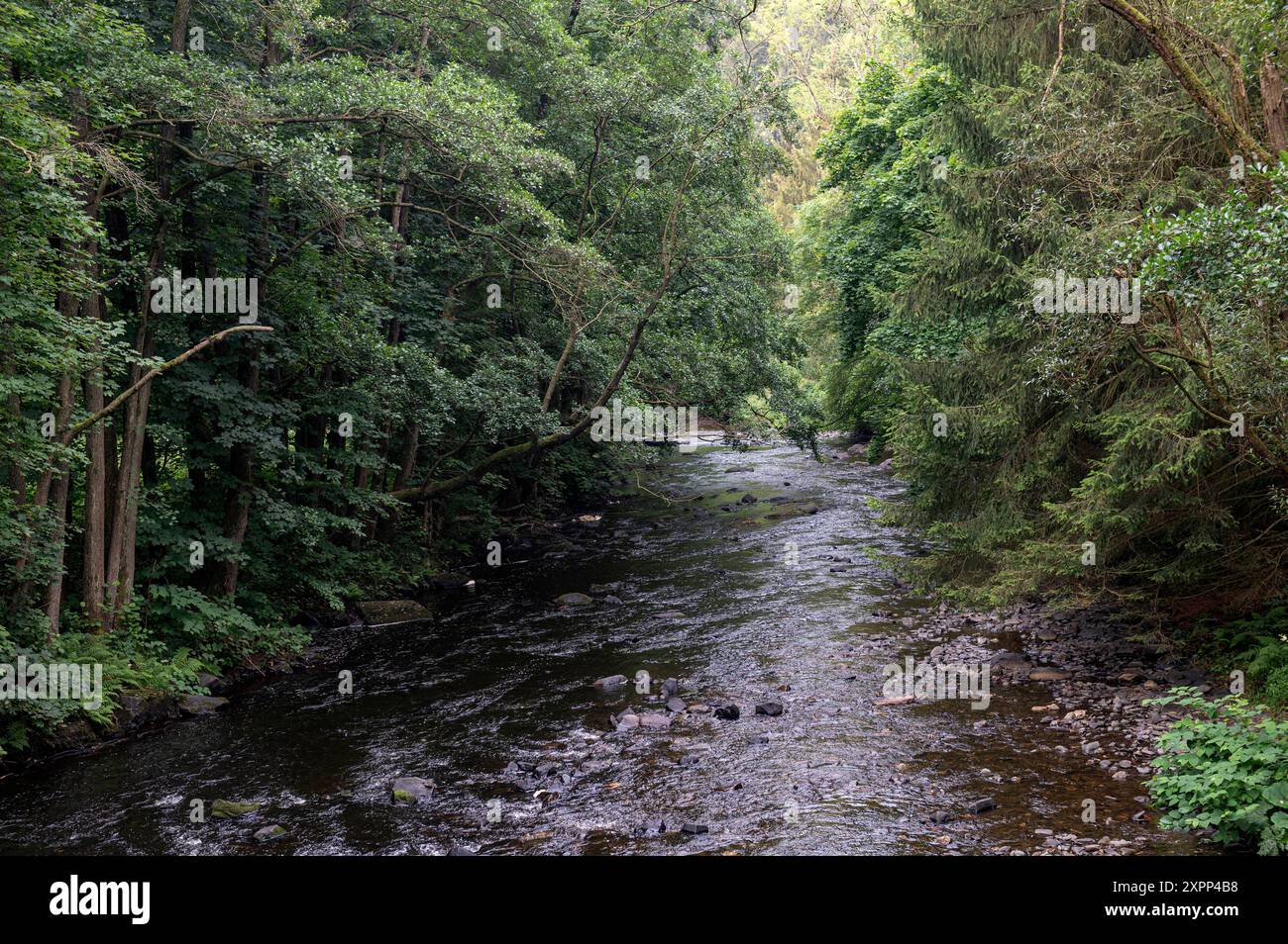 Hammer Nordrhein-Westfalen Germany 1st August 2024 River Rur Roer ...