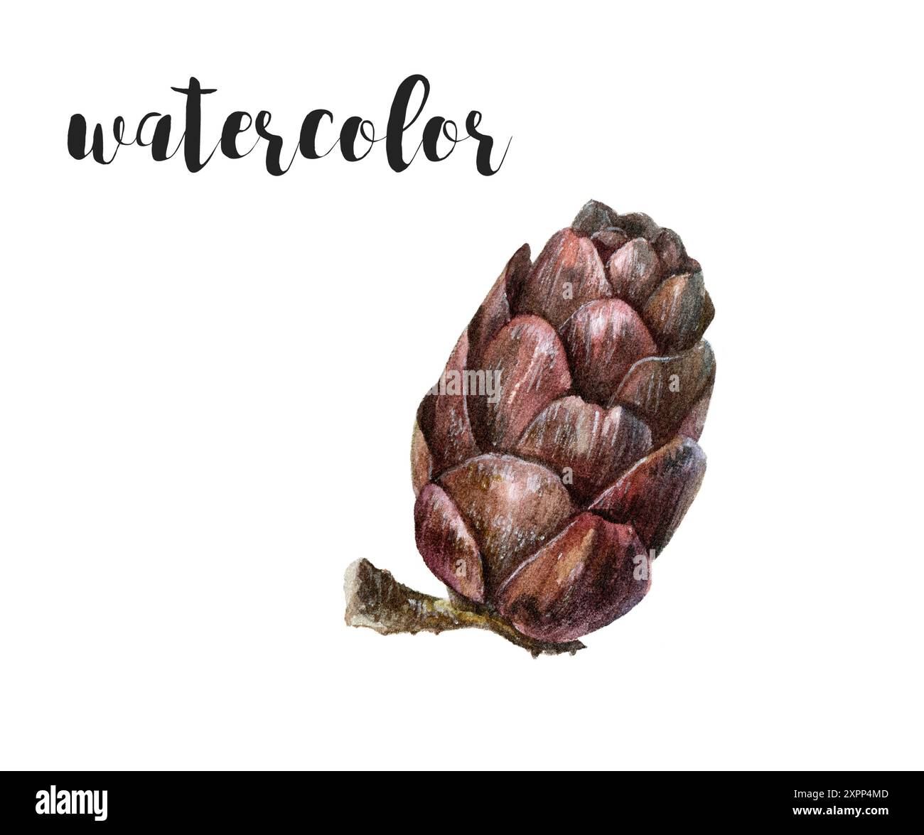 Beautiful Watercolor spruce cone A Stunning and Elegant Botanical Illustration Presentation ...