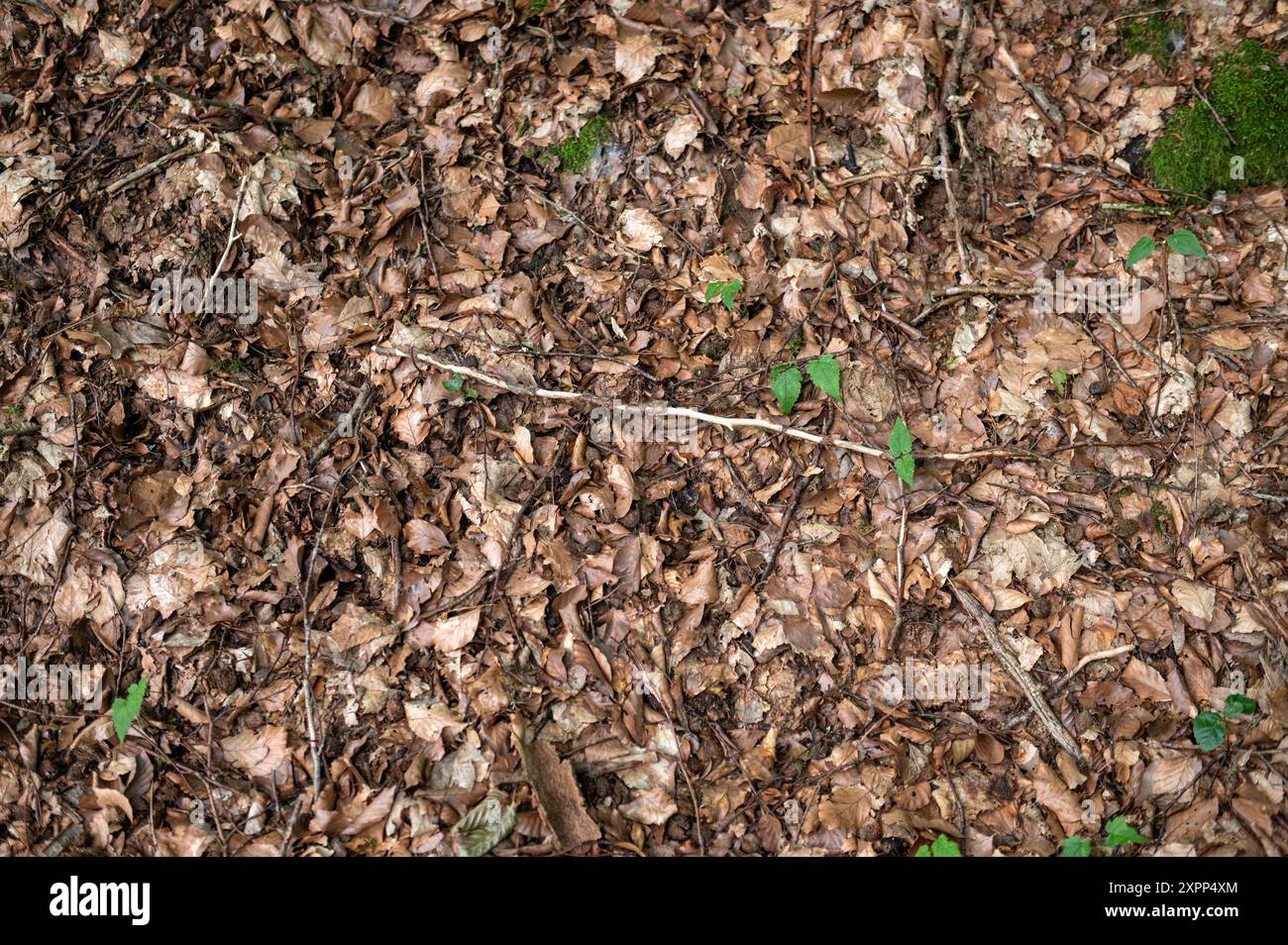 Hammer Nordrhein-Westfalen Germany 1st August 2024 Lush forest with ...