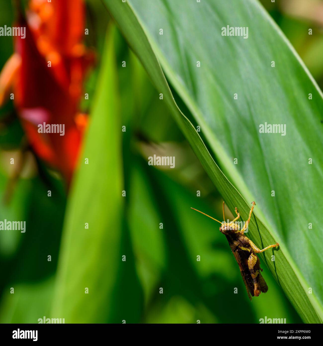 Malaysia grasshopper hi-res stock photography and images - Alamy