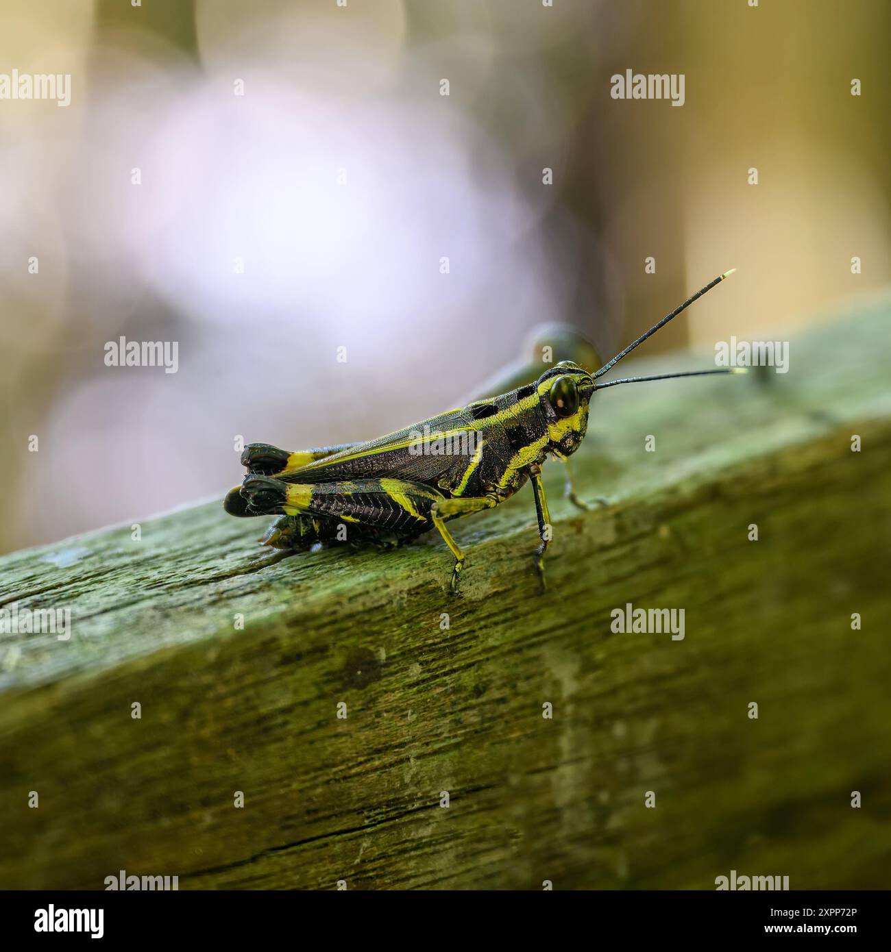 Southeast asian grasshopper hi-res stock photography and images - Alamy