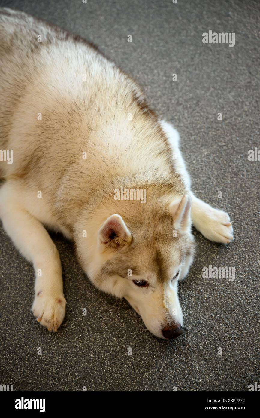 A resting Husky at Corgi & the Gang, Penang, Malaysia Stock Photo - Alamy