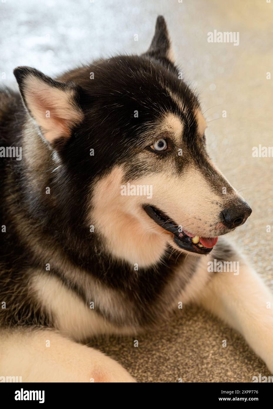 A resting Husky at Corgi & the Gang, Penang, Malaysia Stock Photo - Alamy