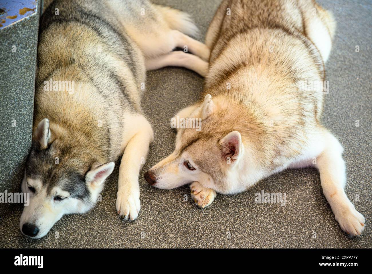 A resting Husky at Corgi & the Gang, Penang, Malaysia Stock Photo - Alamy