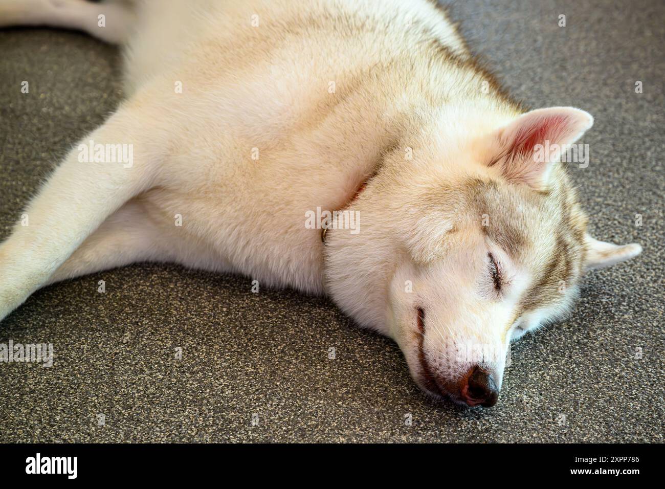 A resting Husky at Corgi & the Gang, Penang, Malaysia Stock Photo - Alamy