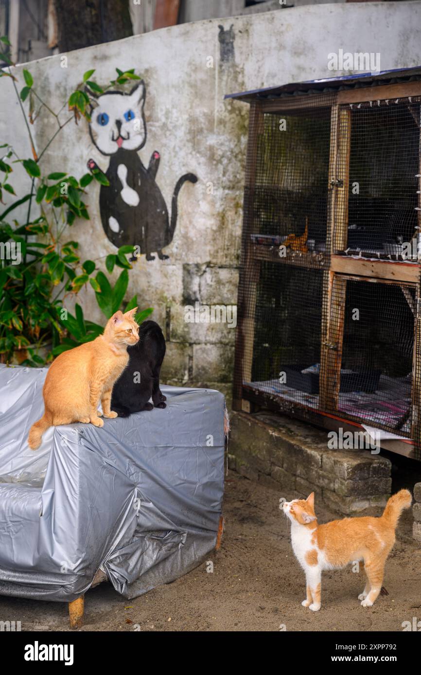 Cat Beach, Penang, Malaysia Stock Photo - Alamy