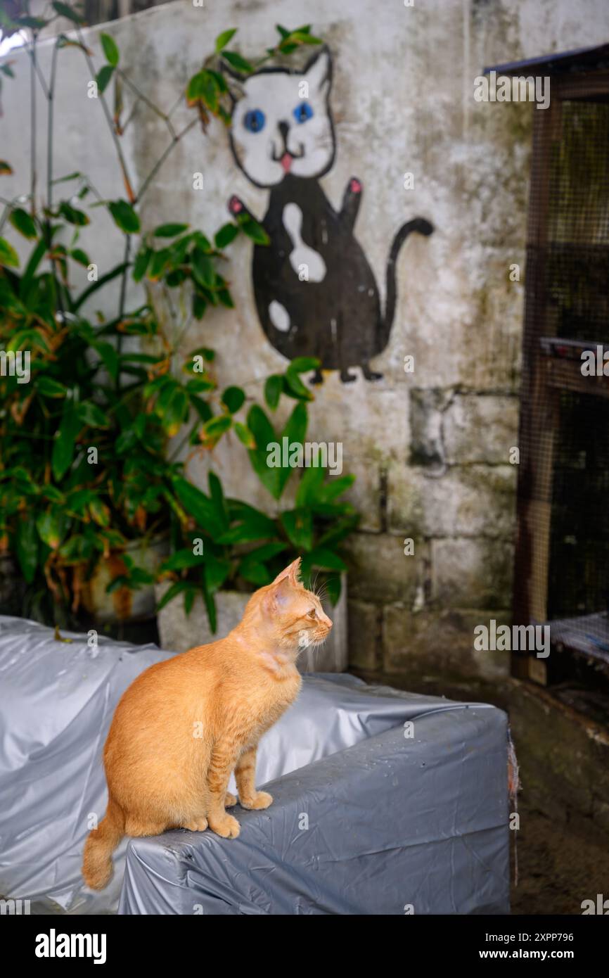 Cat beach penang hi-res stock photography and images - Alamy