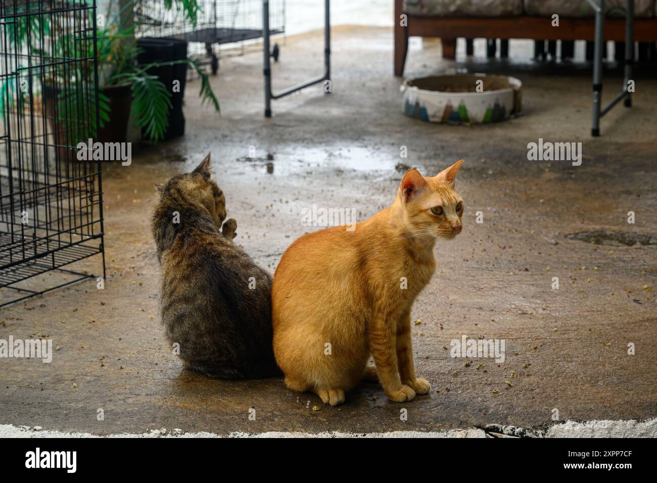 Cat Beach, Penang, Malaysia Stock Photo - Alamy