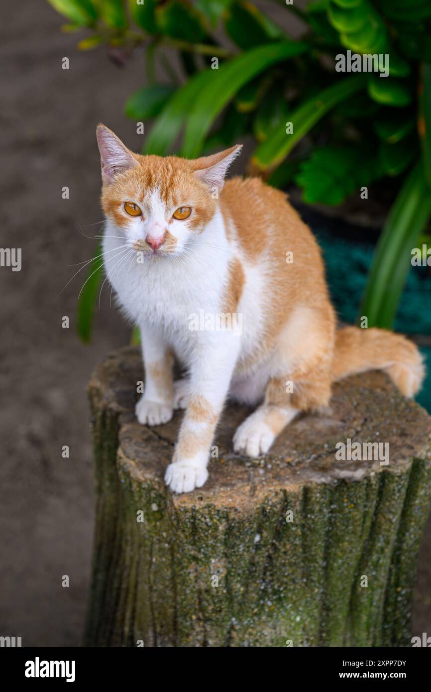 Cat Beach, Penang, Malaysia Stock Photo - Alamy