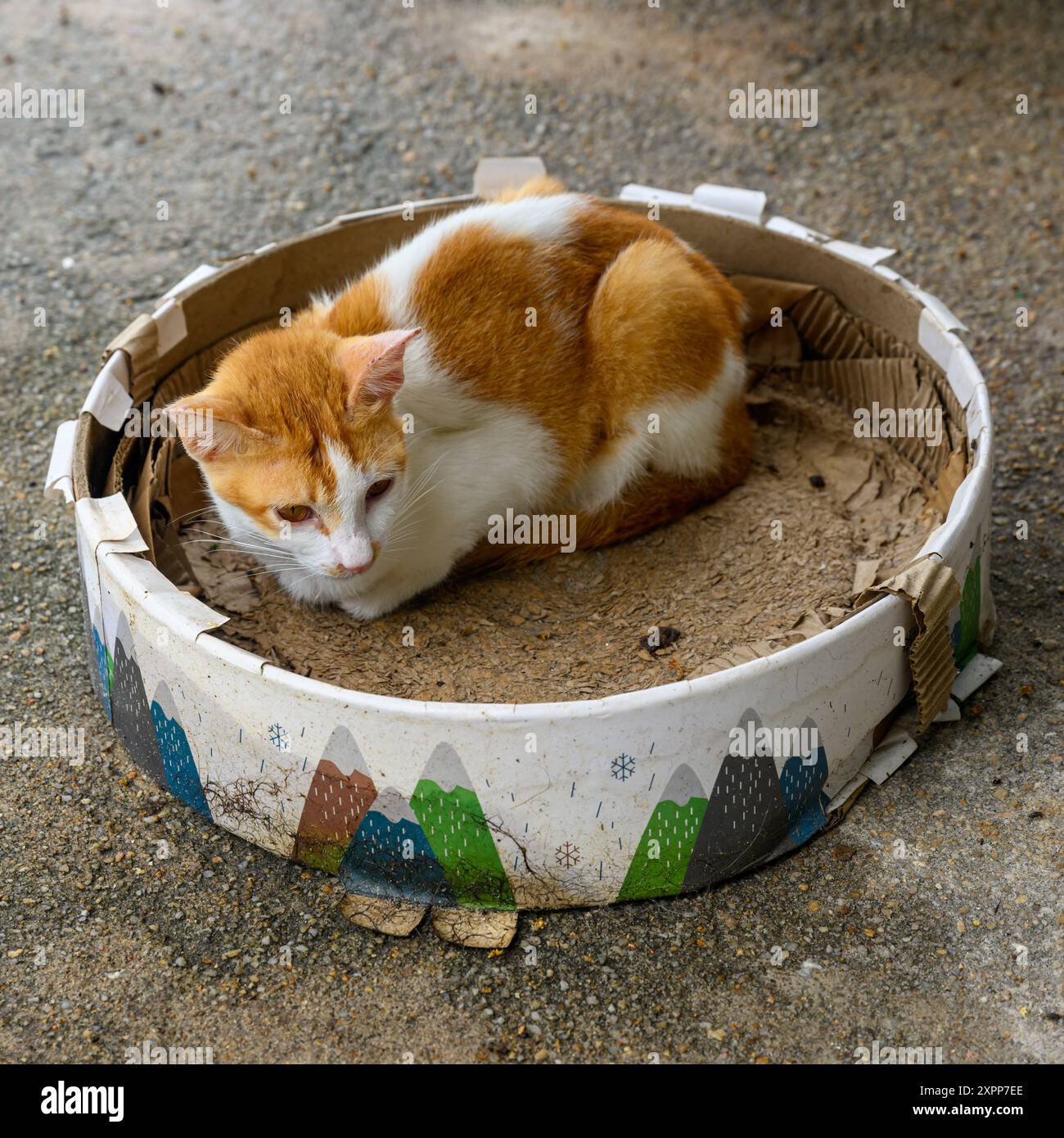 Cat Beach, Penang, Malaysia Stock Photo - Alamy