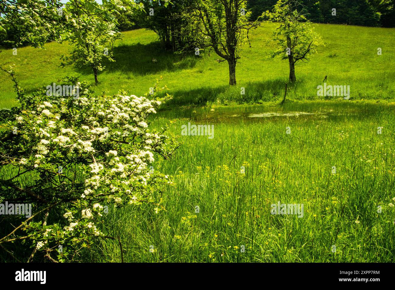 plateau of retord in ain in france Stock Photo - Alamy