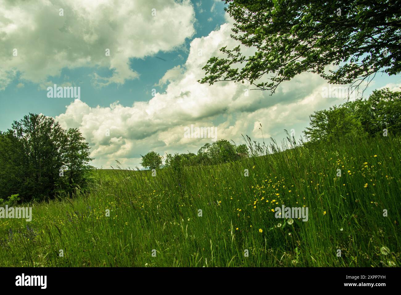 Spring field trees plateau hi-res stock photography and images - Alamy