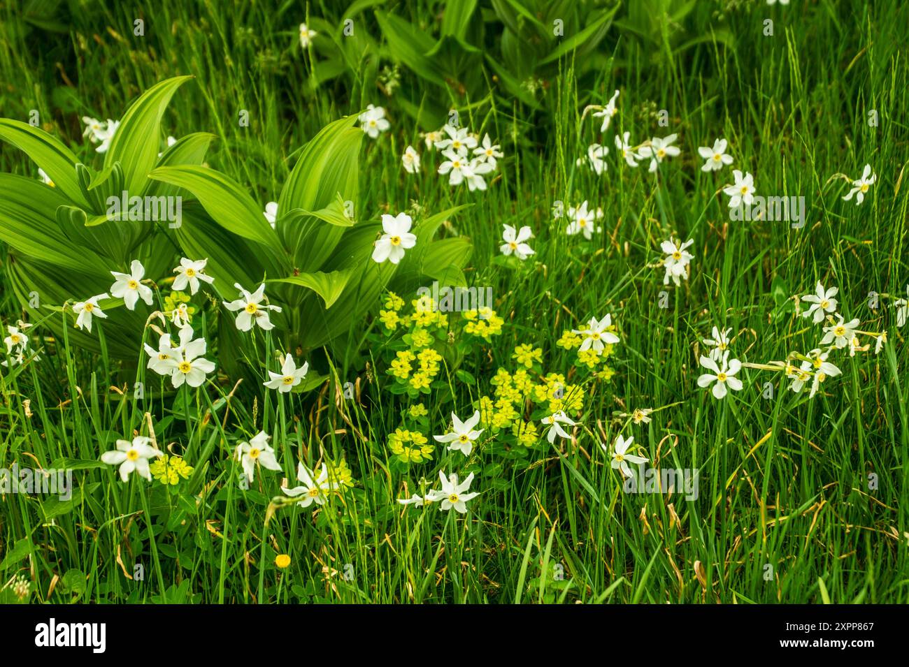 plateau of retord in ain in france Stock Photo - Alamy