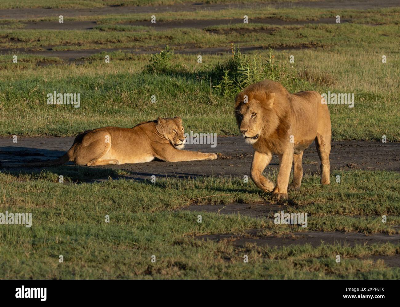 Lions mating tanzania panthera leo hi-res stock photography and images ...