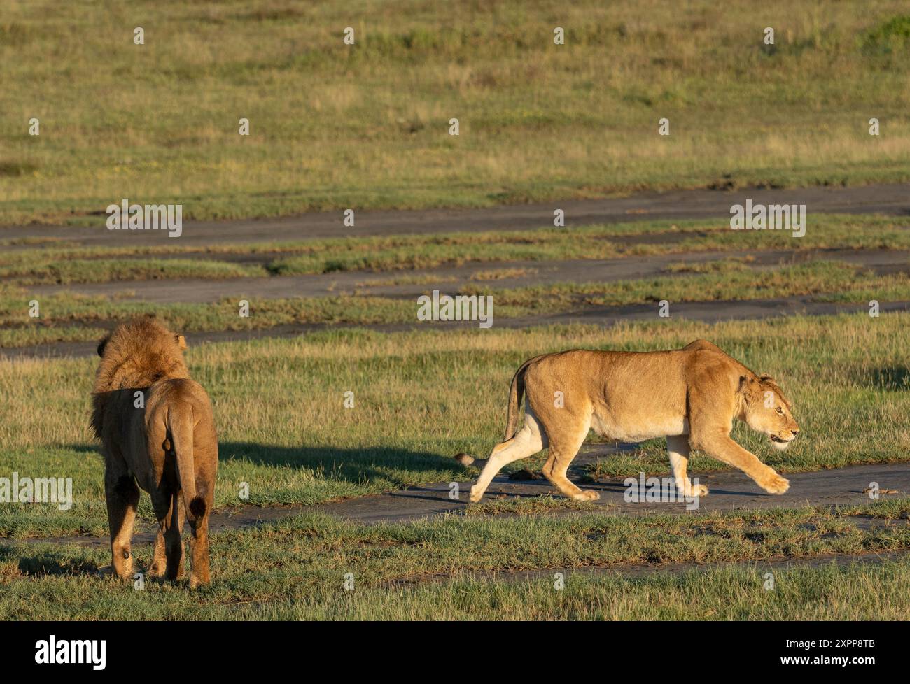 Tanzania serengeti lion mate hi-res stock photography and images - Alamy