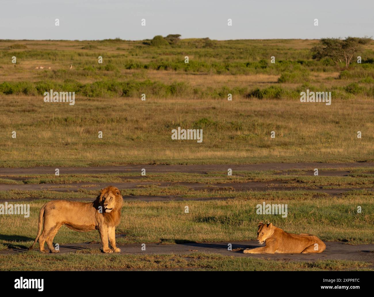 Tanzania serengeti lion mate hi-res stock photography and images - Alamy