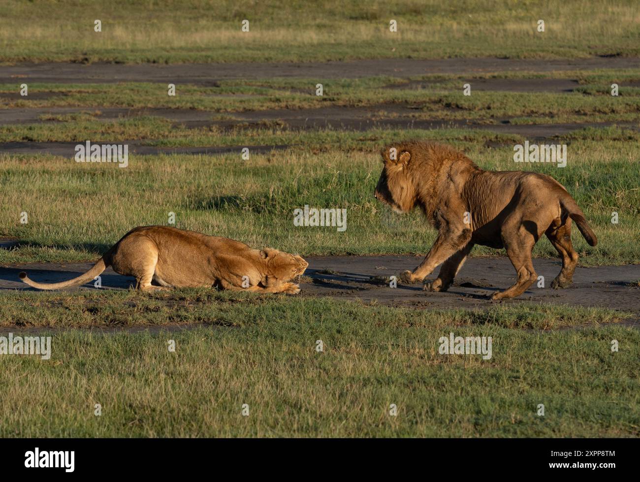 Tanzania serengeti lion mate hi-res stock photography and images - Alamy