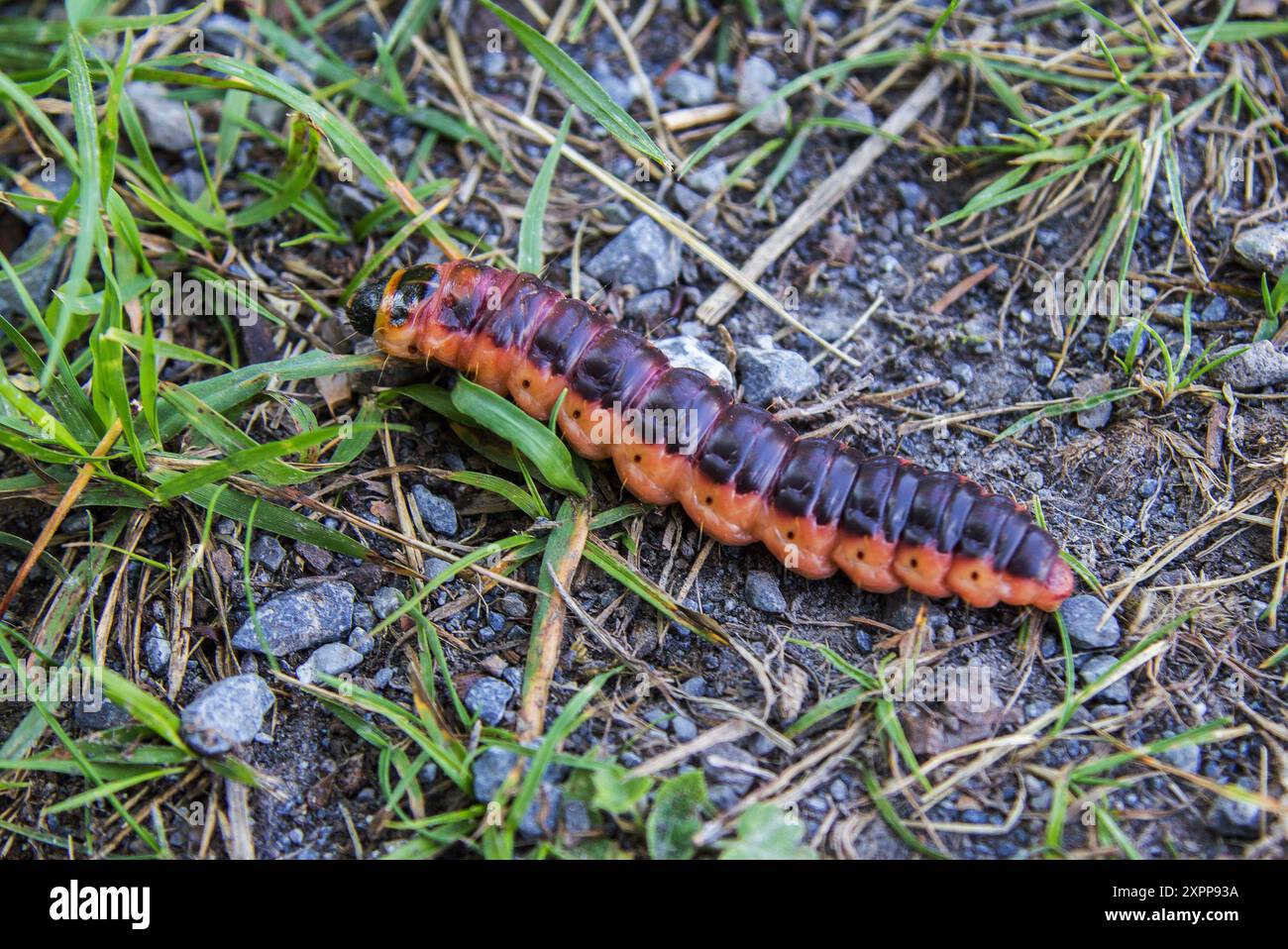 The big red catterpillar of Goat Moth (Cossus cossus) crawling on grass ...