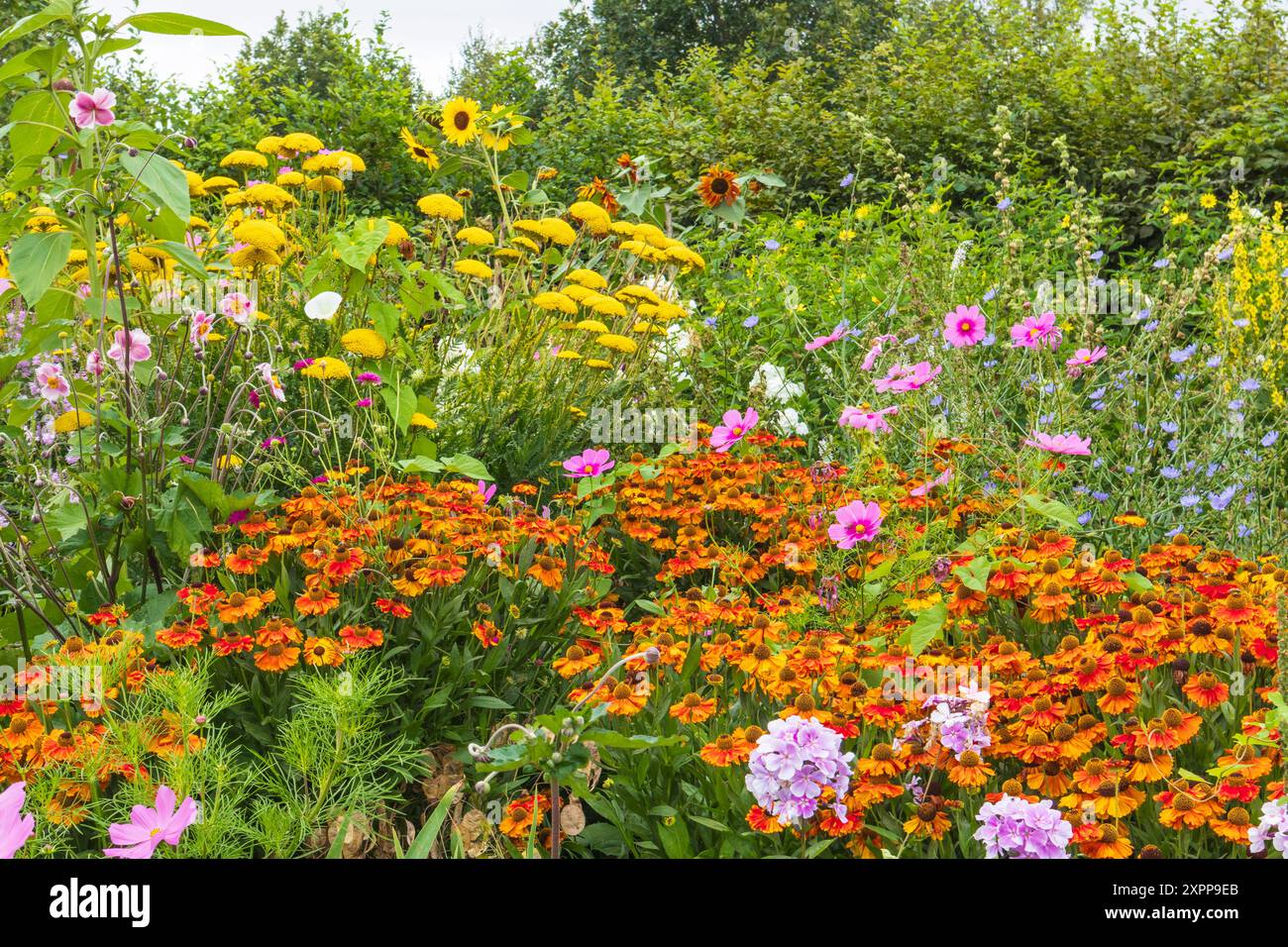 A Variety of Perennials in Full Bloom in the Cottage Garden at RHS Hyde ...