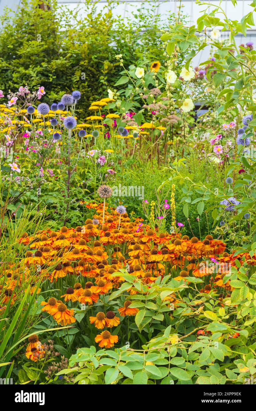 A Variety of Perennials in Full Bloom in the Cottage Garden at RHS Hyde ...