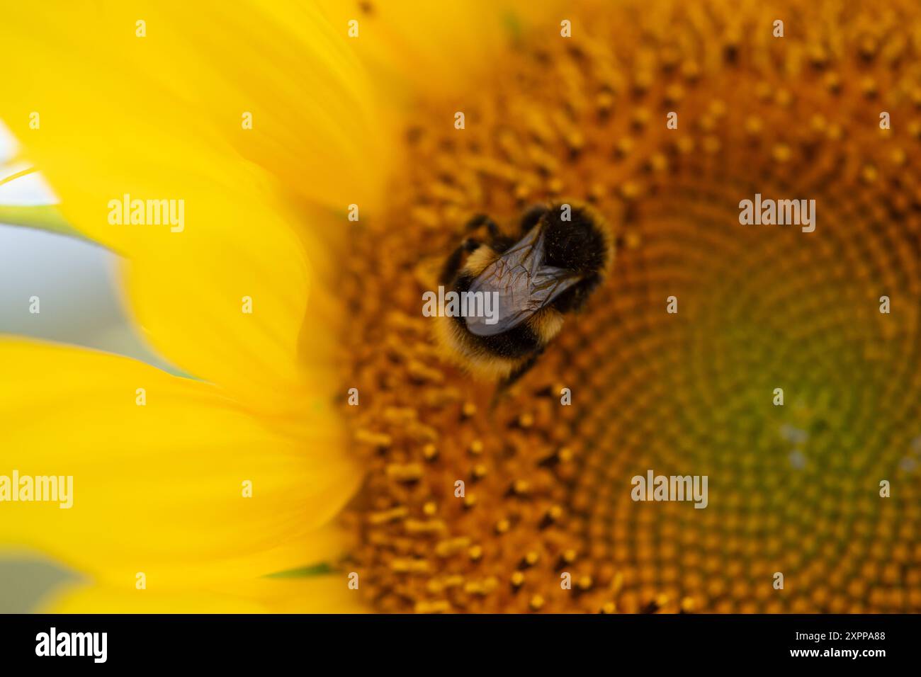 Eton, UK. 7th August, 2024. Bees and pollinators were collecting pollen ...