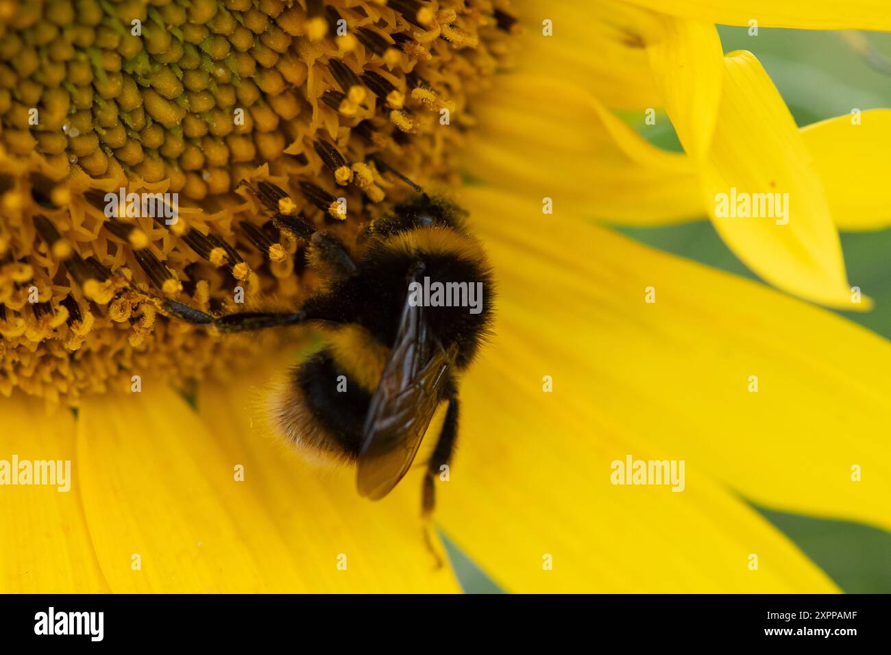 Eton, UK. 7th August, 2024. Bees and pollinators were collecting pollen ...