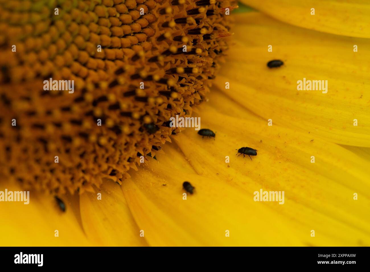 Eton, UK. 7th August, 2024. Bugs on a sunflower planted at the edge of ...