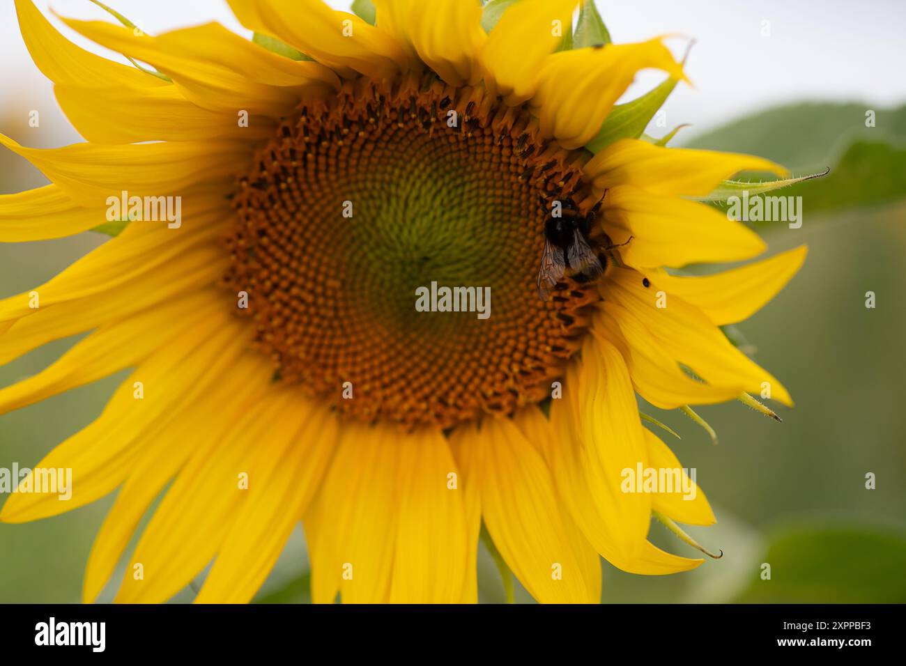Eton, UK. 7th August, 2024. Bees and pollinators were collecting pollen ...
