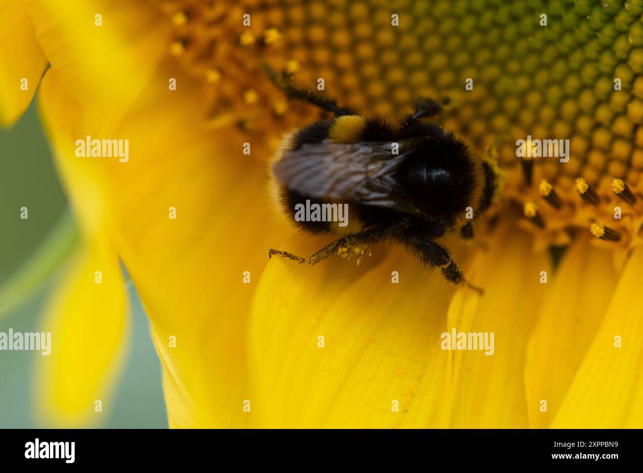 Eton, UK. 7th August, 2024. Bees and pollinators were collecting pollen ...