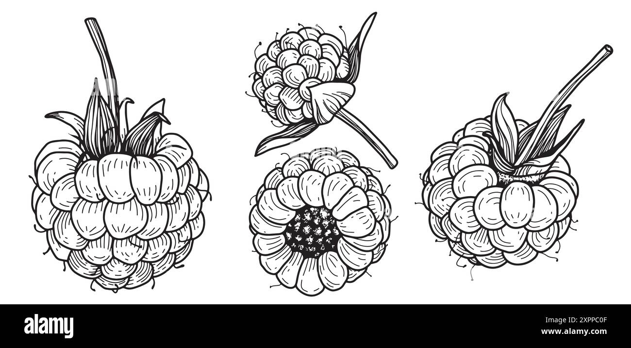 Vector Raspberry or blackberris outline Icon Design. Hand drawn sketch ...