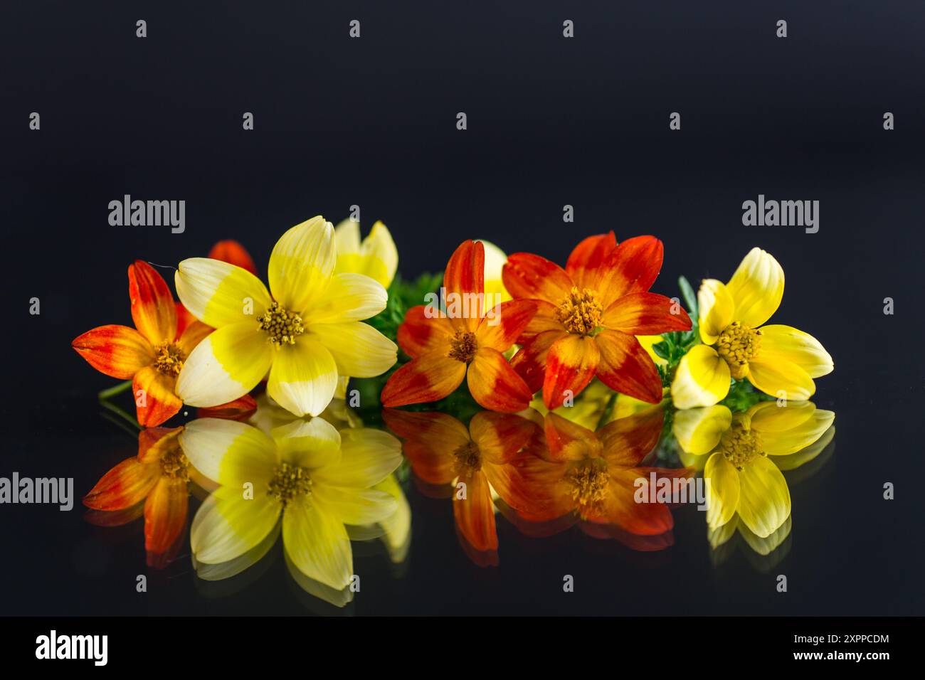 Mix of small flowers hi-res stock photography and images - Alamy