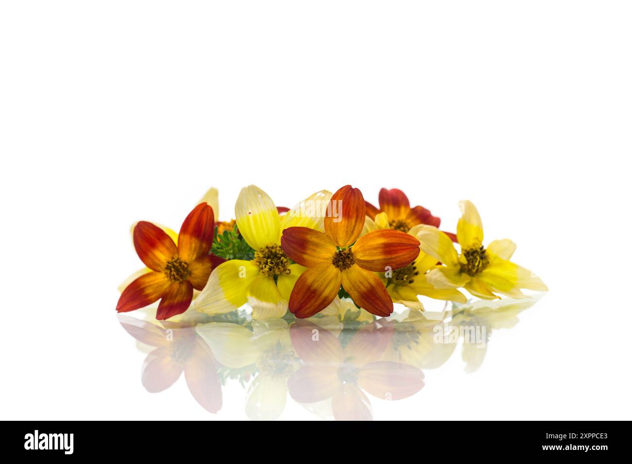 small bouquet of small multicolored flowers isolated on white ...