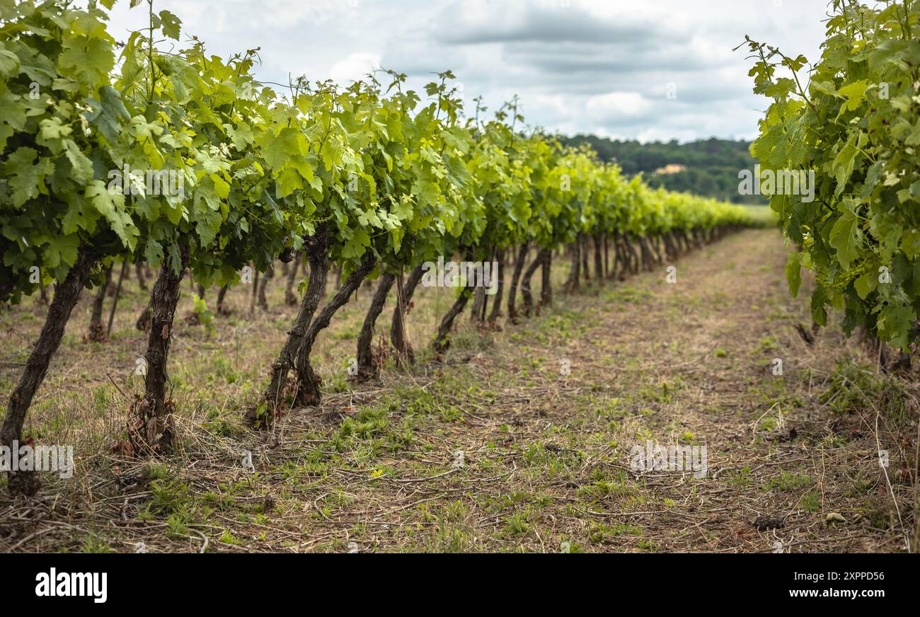 Wine-growing region in Provence, France Stock Photo - Alamy