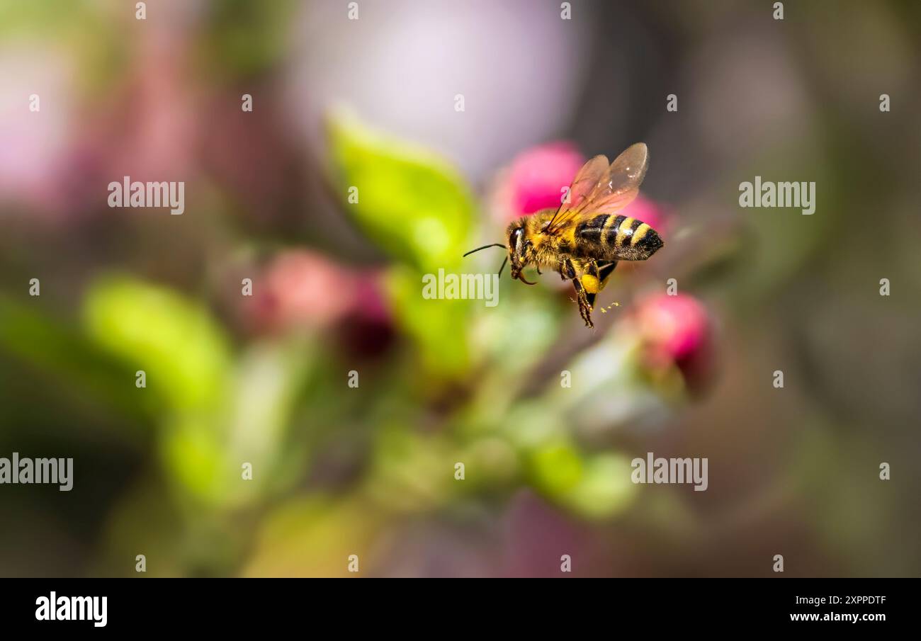 Busy bee flying to an apple blossom, Bavaria, Germany Stock Photo - Alamy
