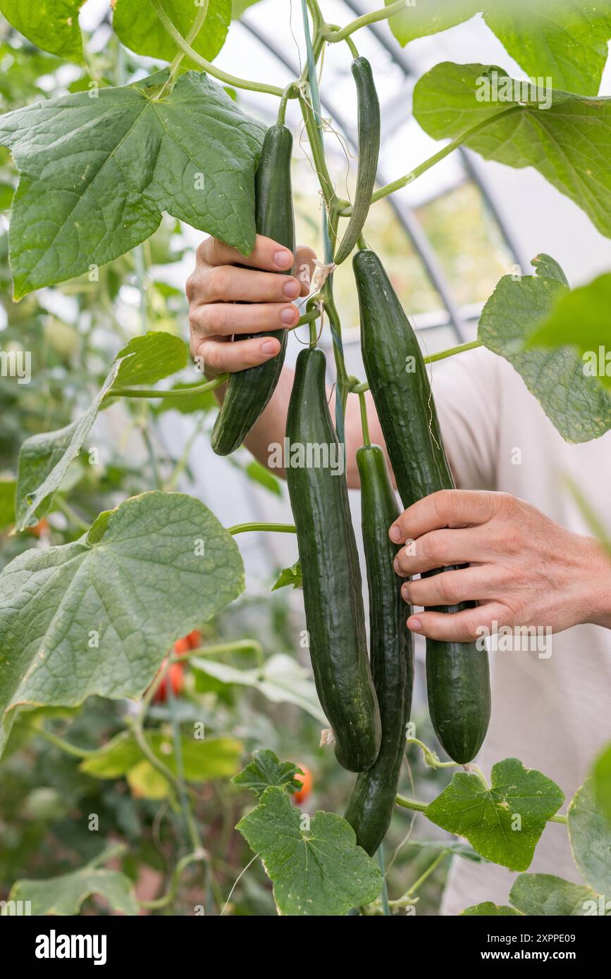 Part of a young cucumber plant - stem, leaves, flower and fruit. A ...