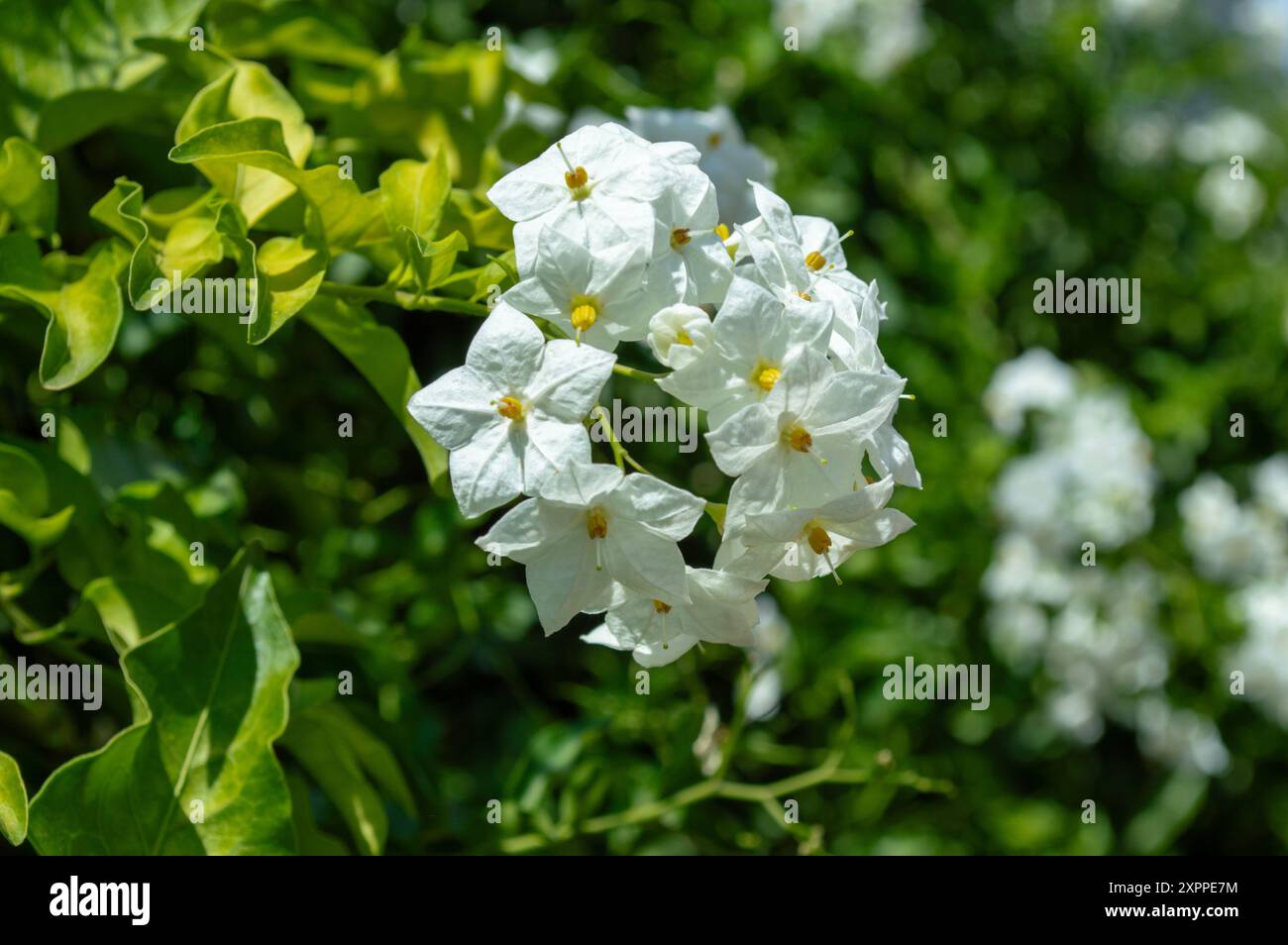 Falso jazmin hi-res stock photography and images - Alamy