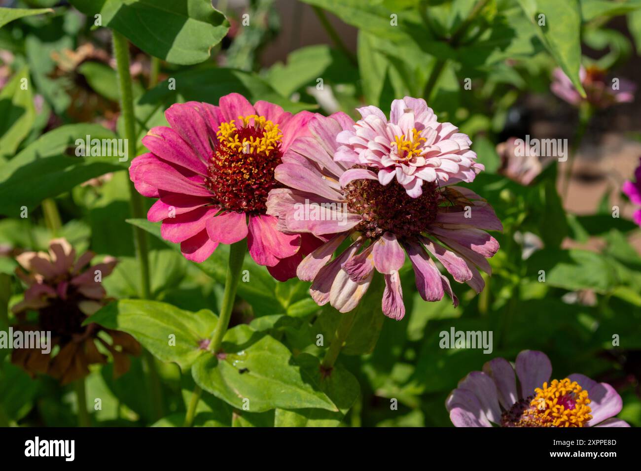 Zinia comun hi-res stock photography and images - Alamy