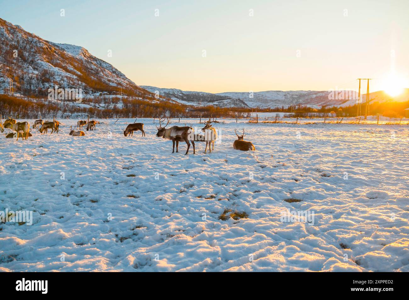 Reindeer in Northern Norway in winter with beautiful and colourful ...