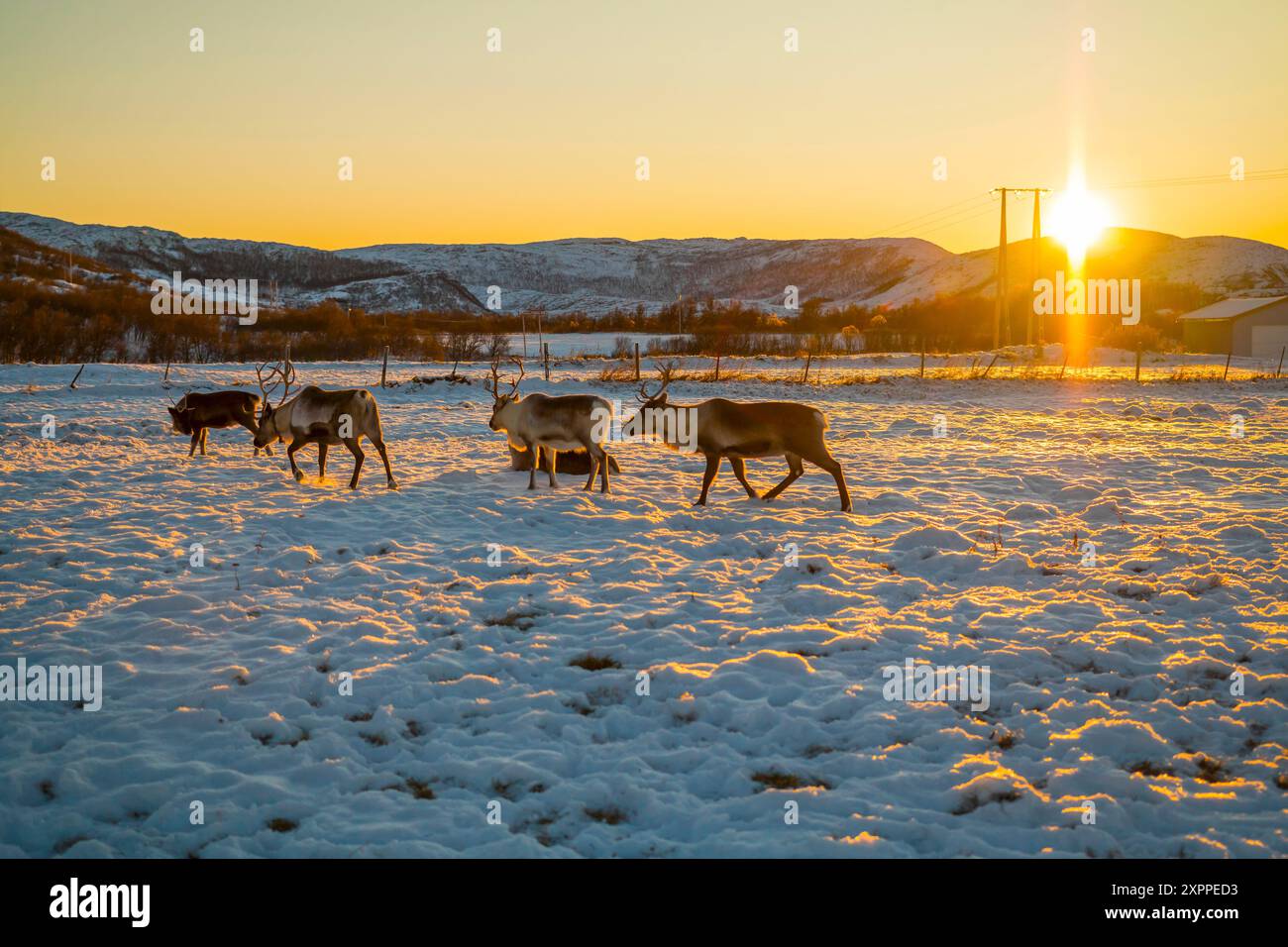 Reindeer in Northern Norway in winter with beautiful and colourful ...