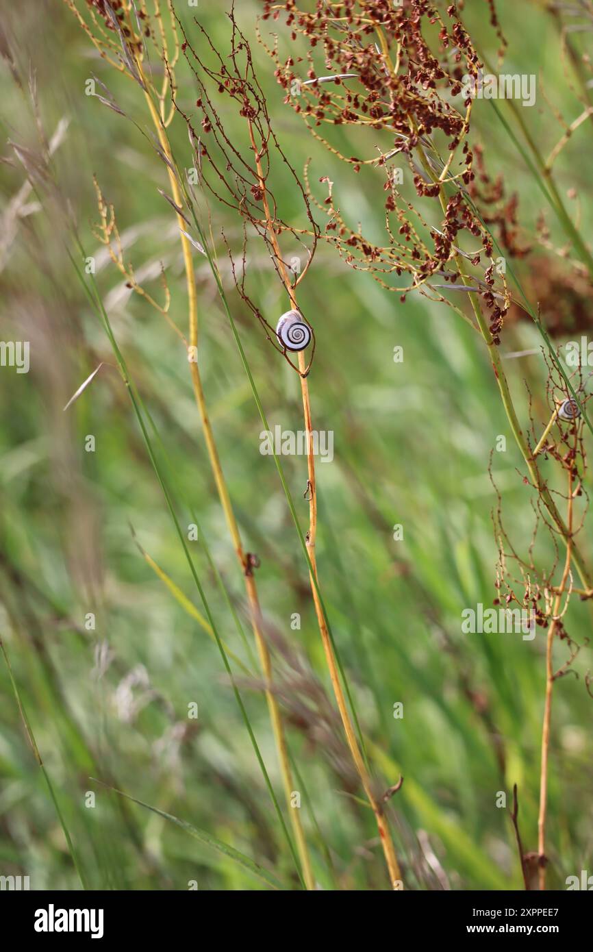 Wind blowing Snail on Sorrel Stock Photo - Alamy