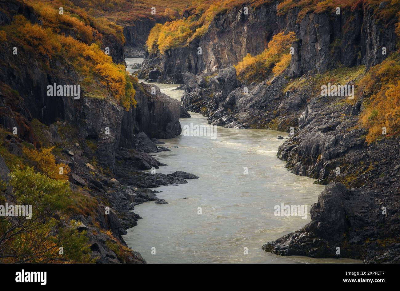 A river flowing through a gorge, canyon, in Iceland, autumn colors ...
